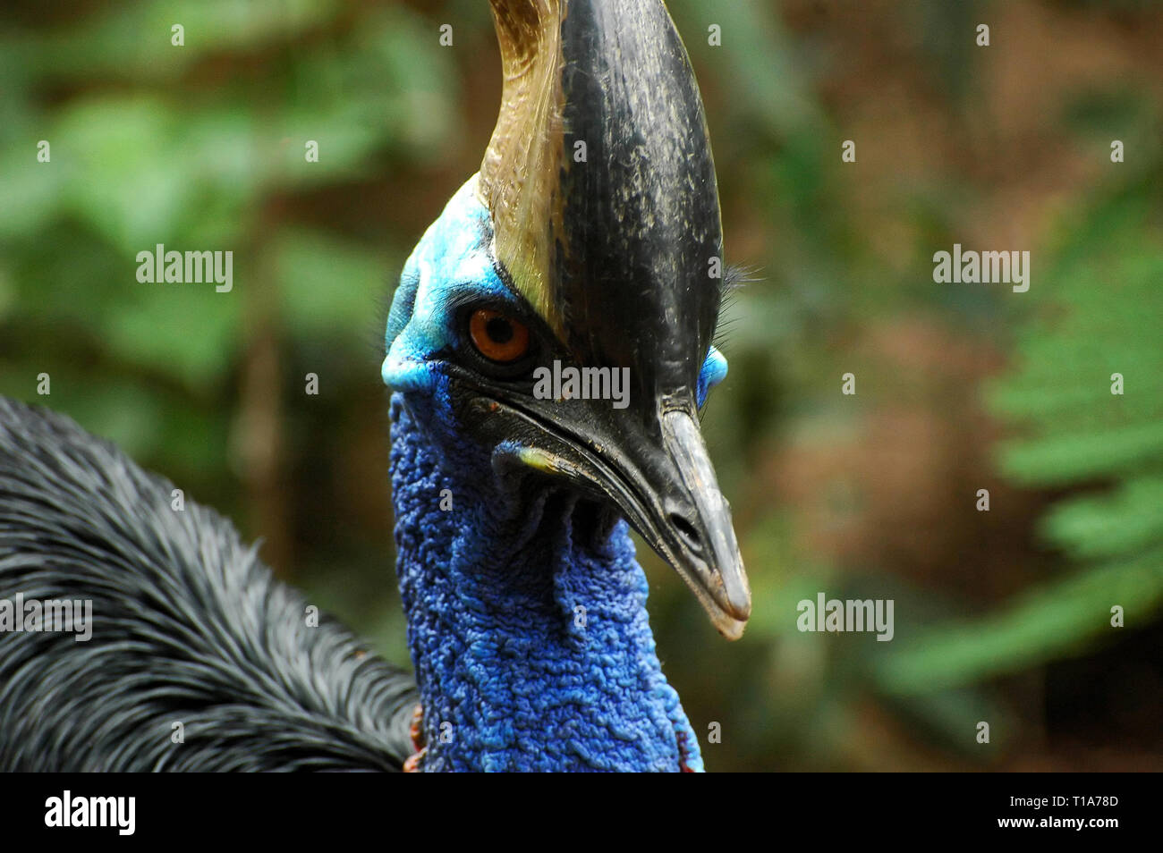 Family casuariidae hi-res stock photography and images - Alamy