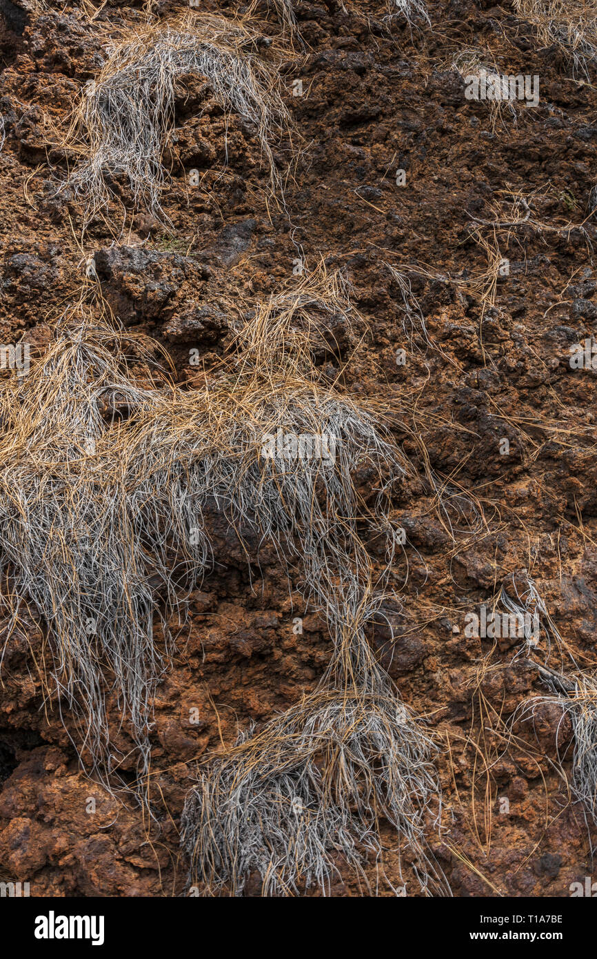 Old dry pine needles caught on the rough surface of a volcanic rock in ...