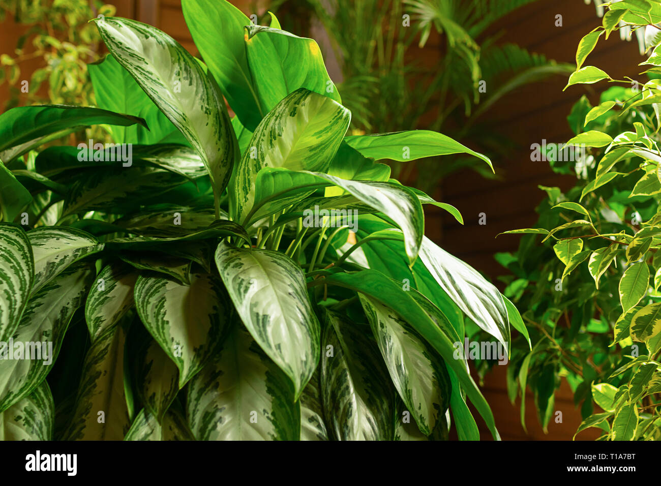 Beautiful flower with green sprawling leaves. Flowers in the interior ...