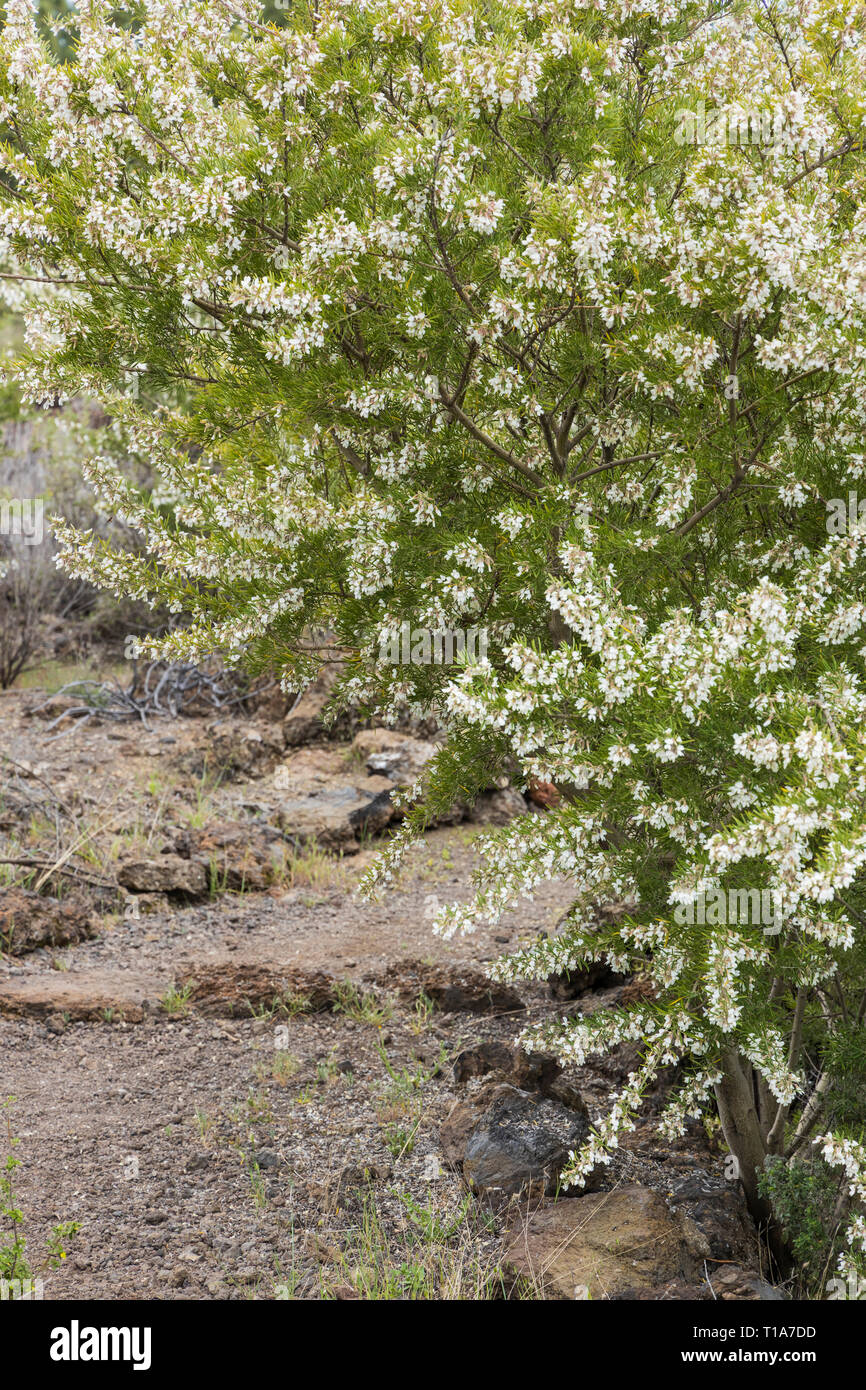 Spartocytisus supranubius, fabaceae, retama blanca, shrub growing ...