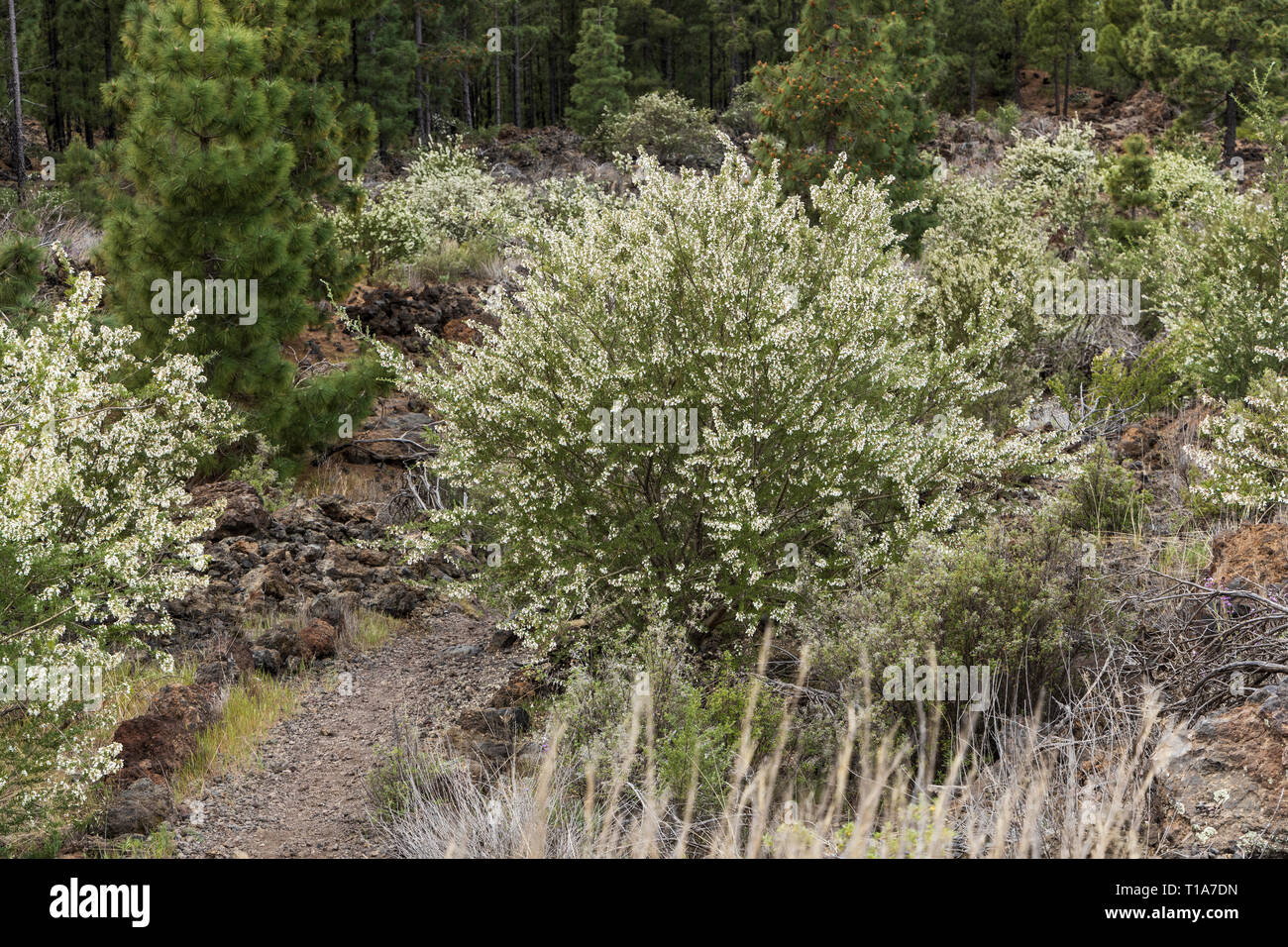 Spartocytisus supranubius, fabaceae, retama blanca, shrub growing ...