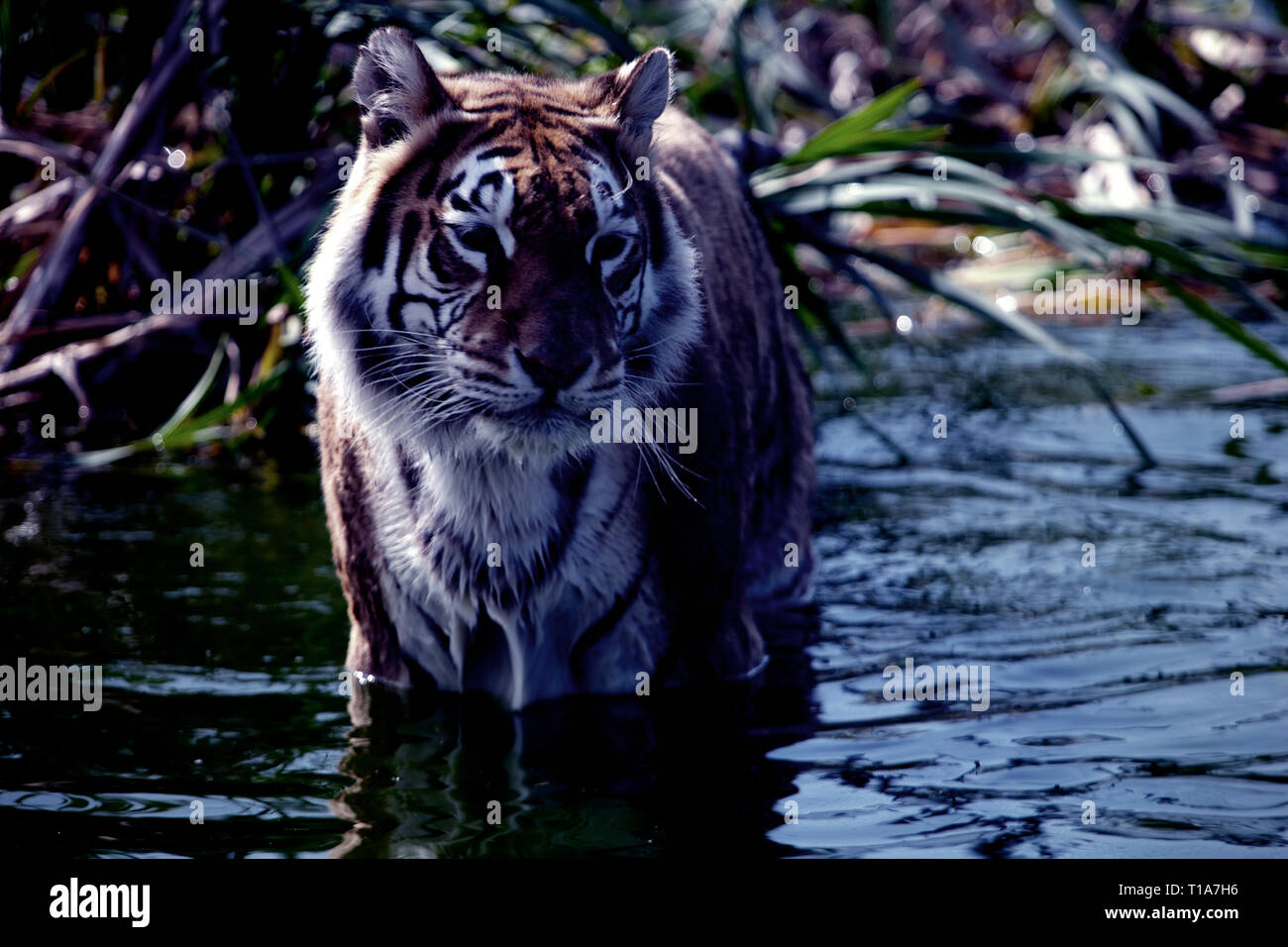 Animal Mammal Bengal Tiger Sandown Zoo Isle of Wight England UK Stock ...