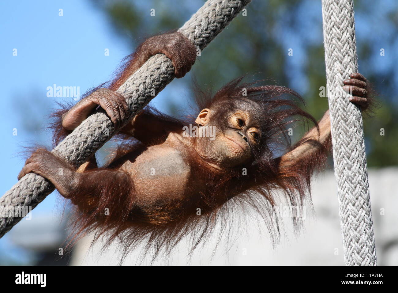 Baby orangutan arms hi-res stock photography and images - Alamy