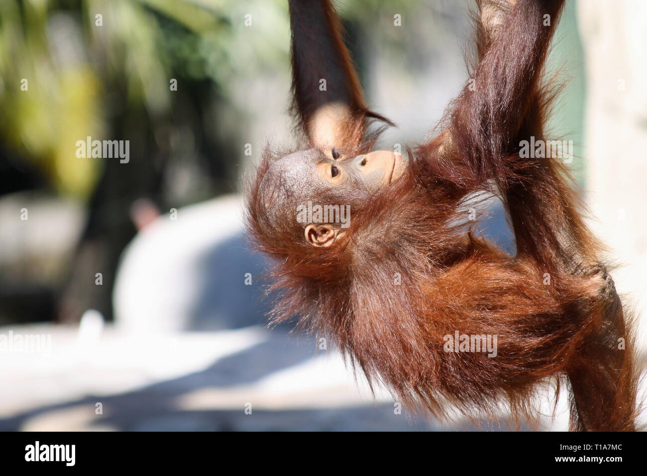 Cute baby orangutan playing hi-res stock photography and images - Alamy