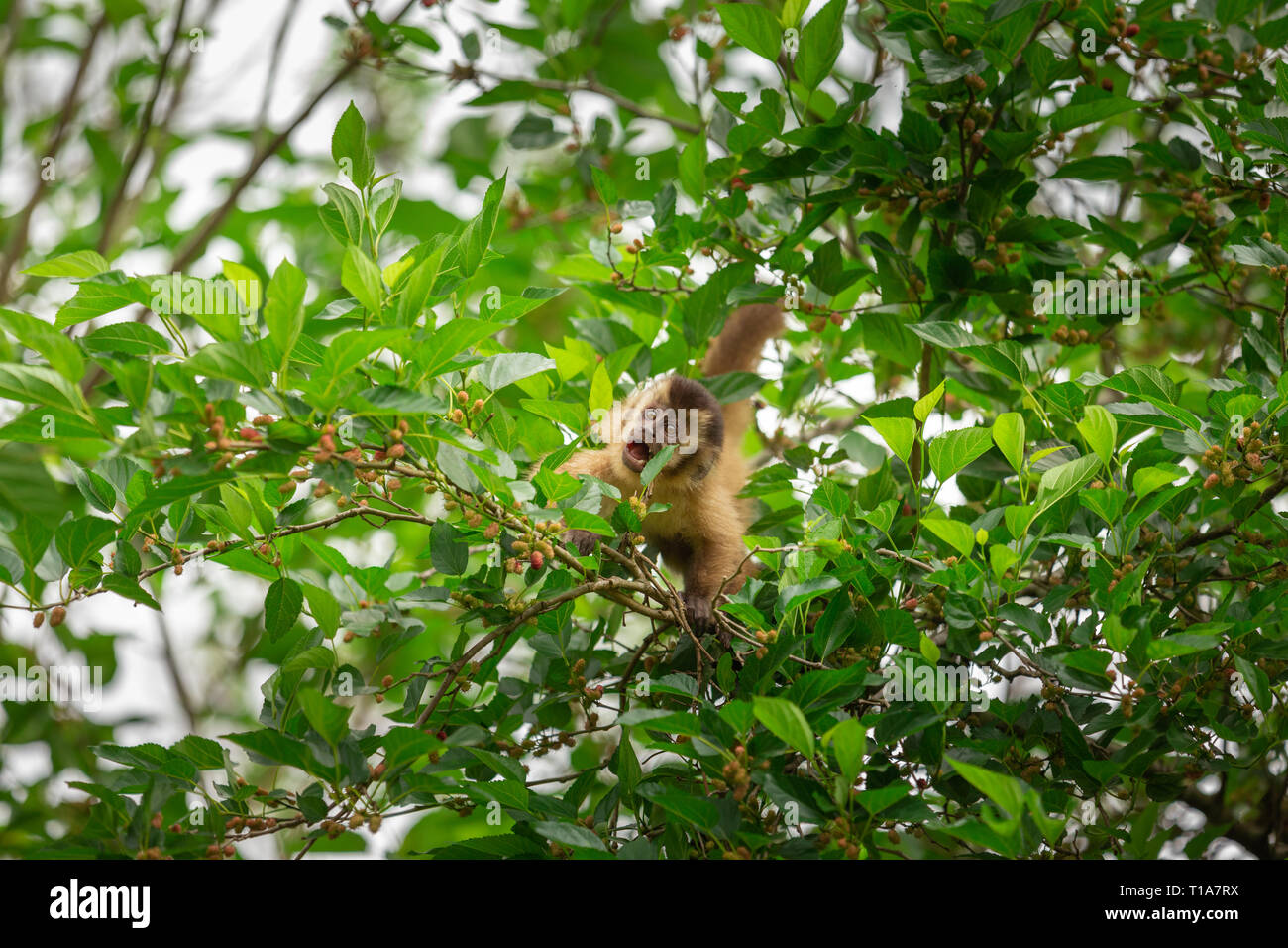 Capuchin monkey in the brazilian forest / nature wildlife Stock Photo ...