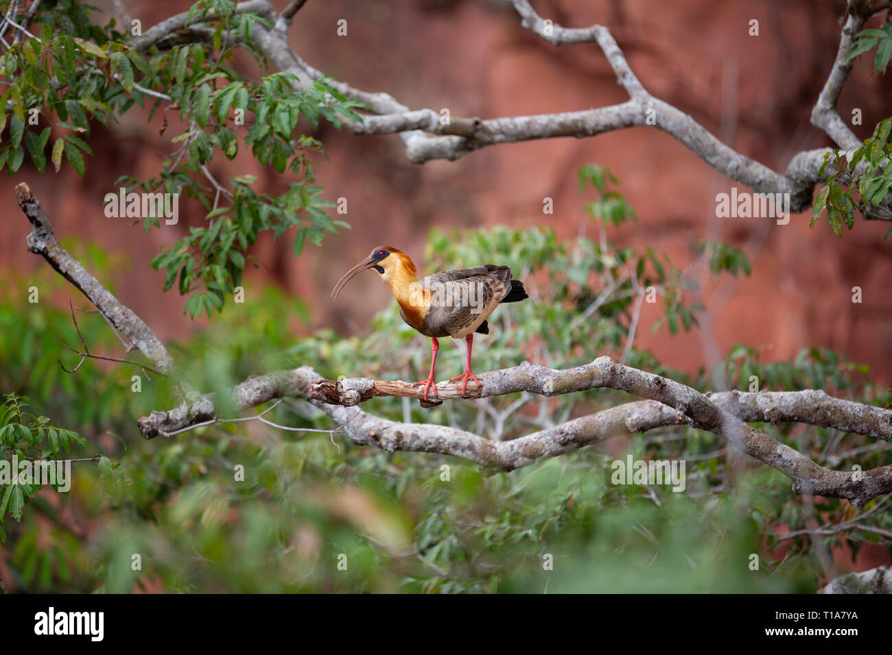 wild Buff necked Ibis bird sitting on the branch tree / wildlife nature ...