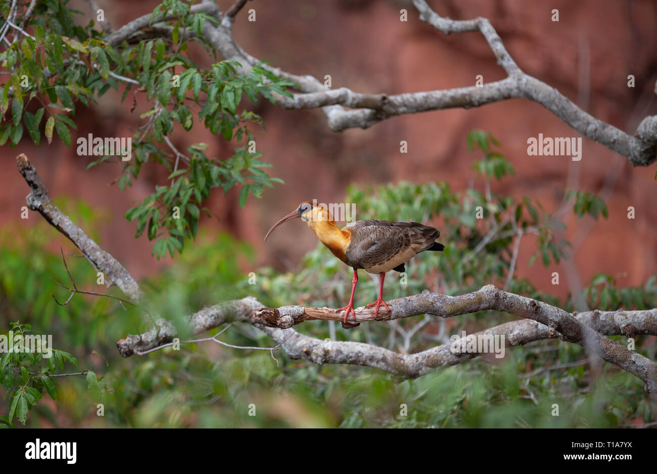 wild Buff necked Ibis bird sitting on the branch tree / wildlife nature ...