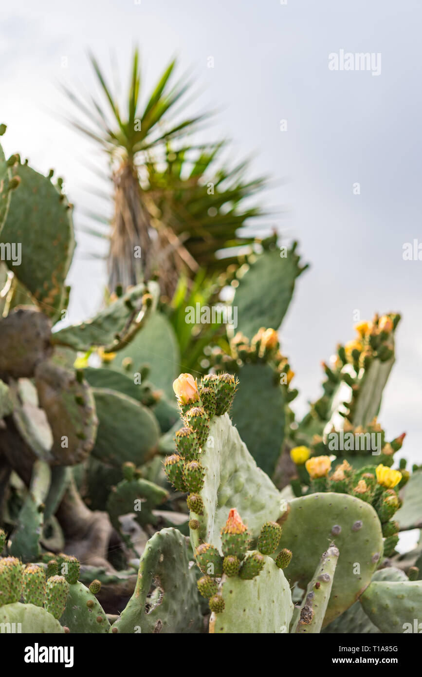 Prickly pear (Opuntia) wild bushes in Cyprus - Papoutsosika Stock Photo ...
