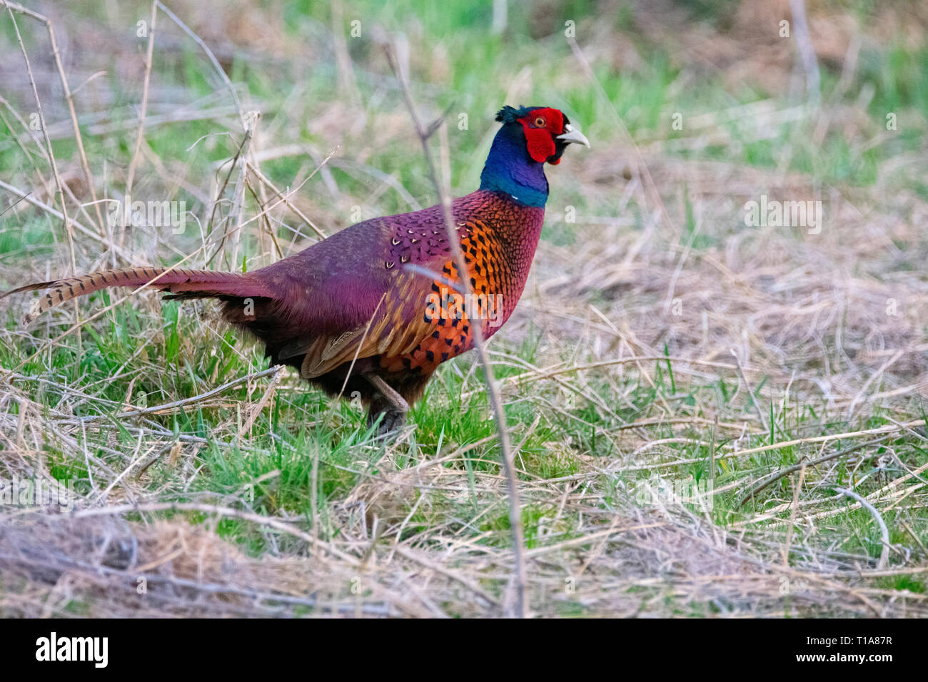 Common pheasant in quest for food in the evening in bavaria Stock Photo ...