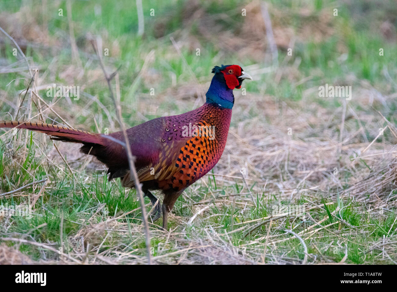 Common pheasant in quest for food in the evening in bavaria Stock Photo ...