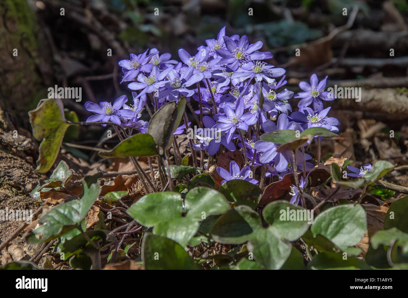 Liverleaf/ hepatica is a genus of herbaceous perennials in the ...
