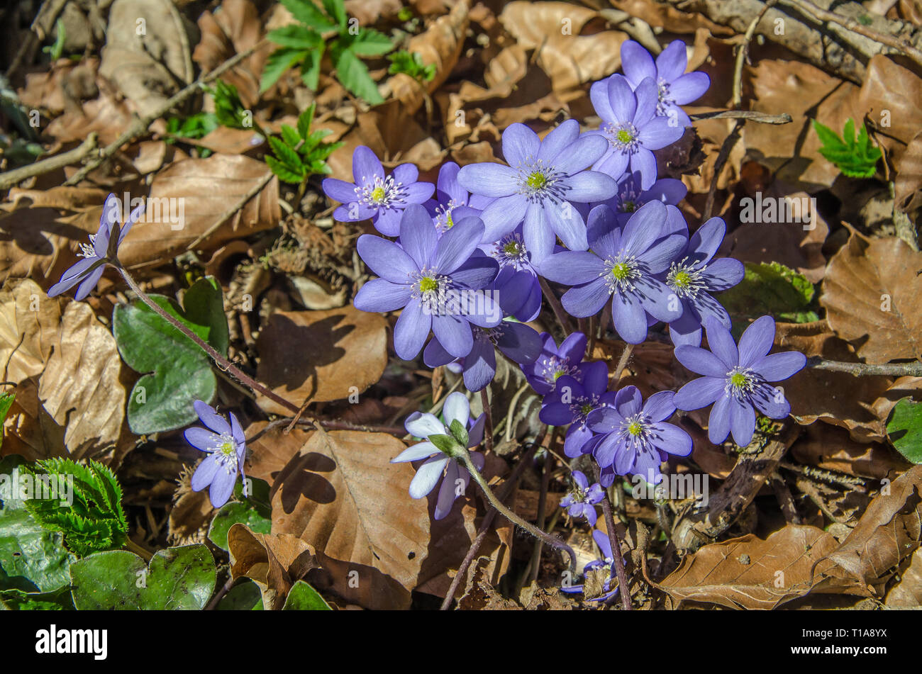Liverleaf/ hepatica is a genus of herbaceous perennials in the ...