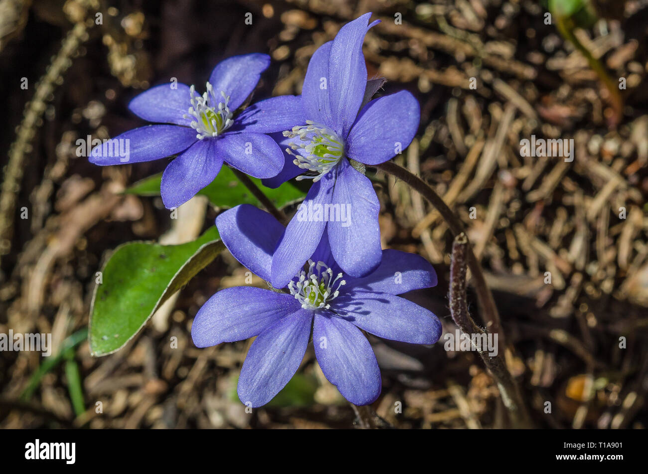 Liverleaf/ hepatica is a genus of herbaceous perennials in the ...