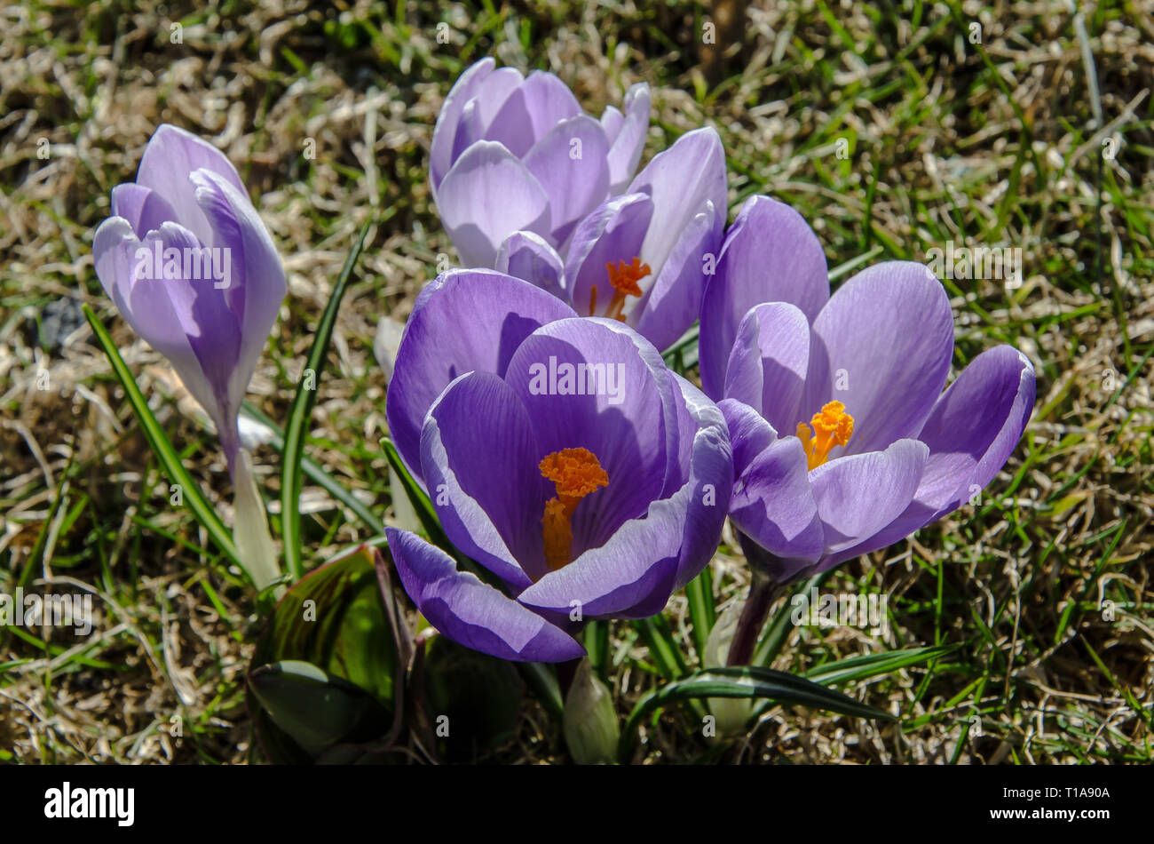 Crocus a genus of flowering plants in the iris family comprising 90 ...