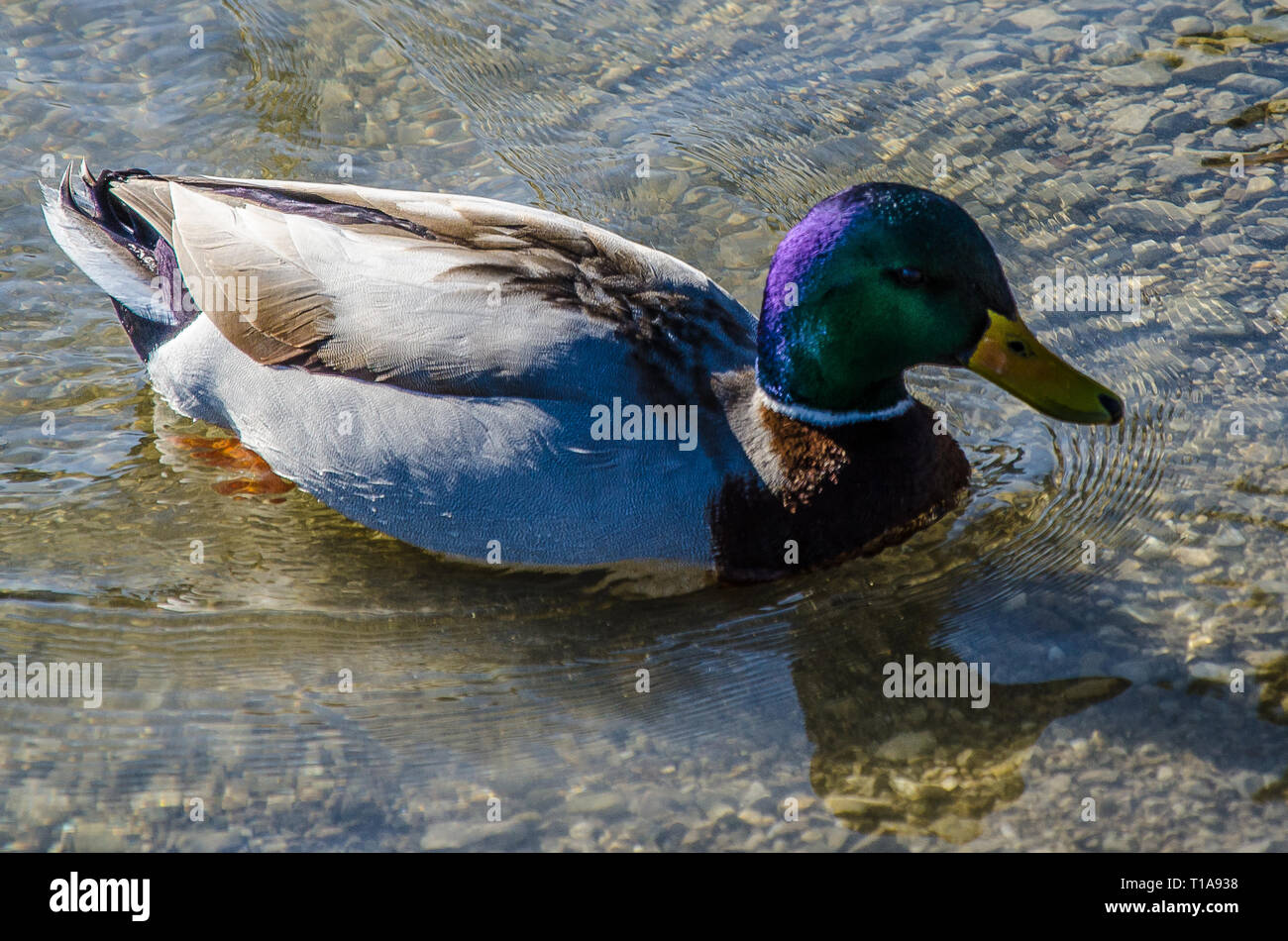Long necked duck hi-res stock photography and images - Alamy