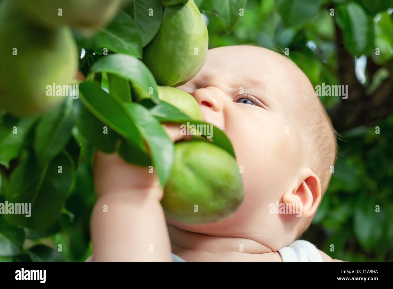 Cute caucasian baby boy picking up fresh ripe green pear from tree in ...