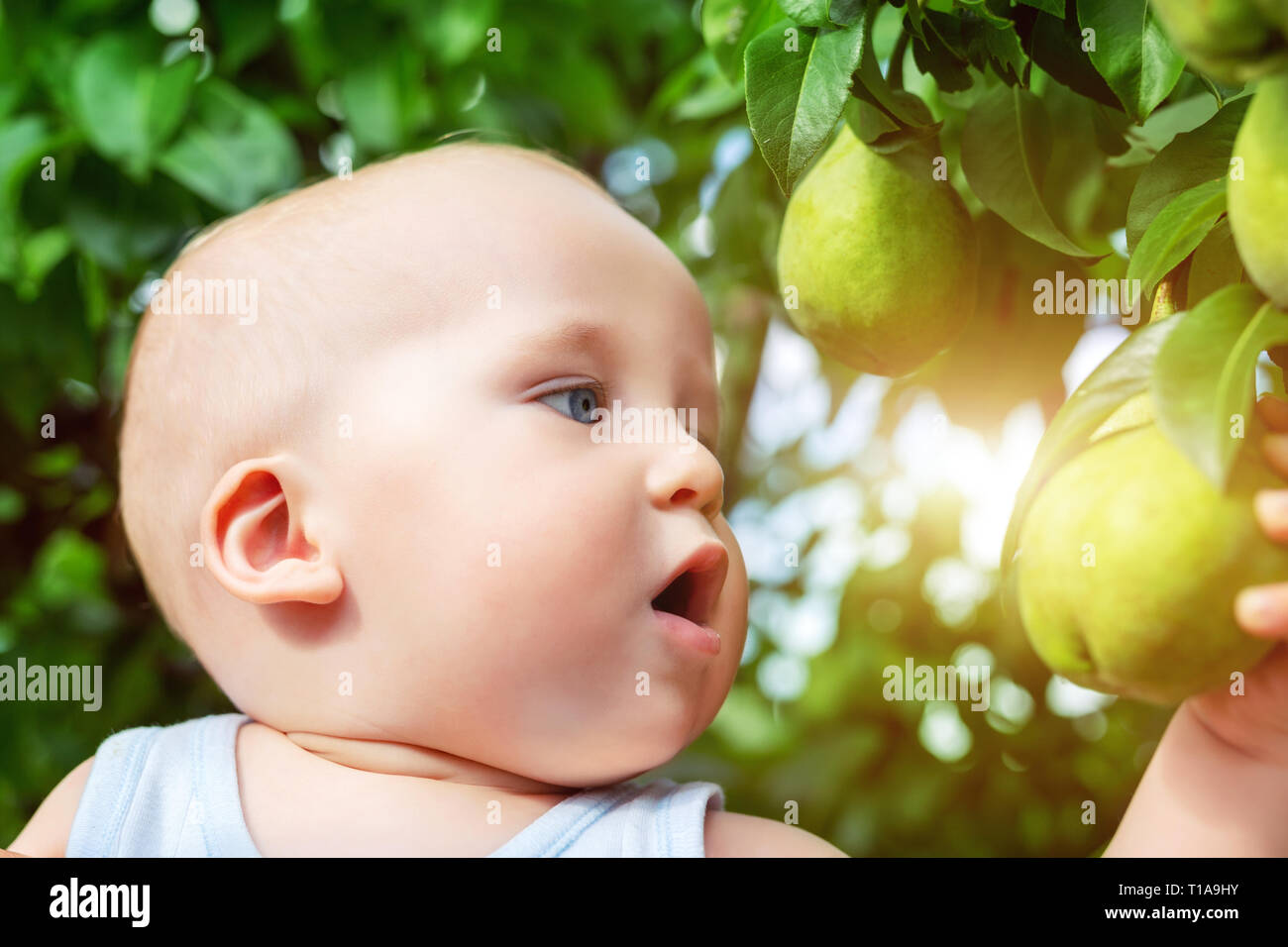 Cute caucasian baby boy picking up fresh ripe green pear from tree in ...