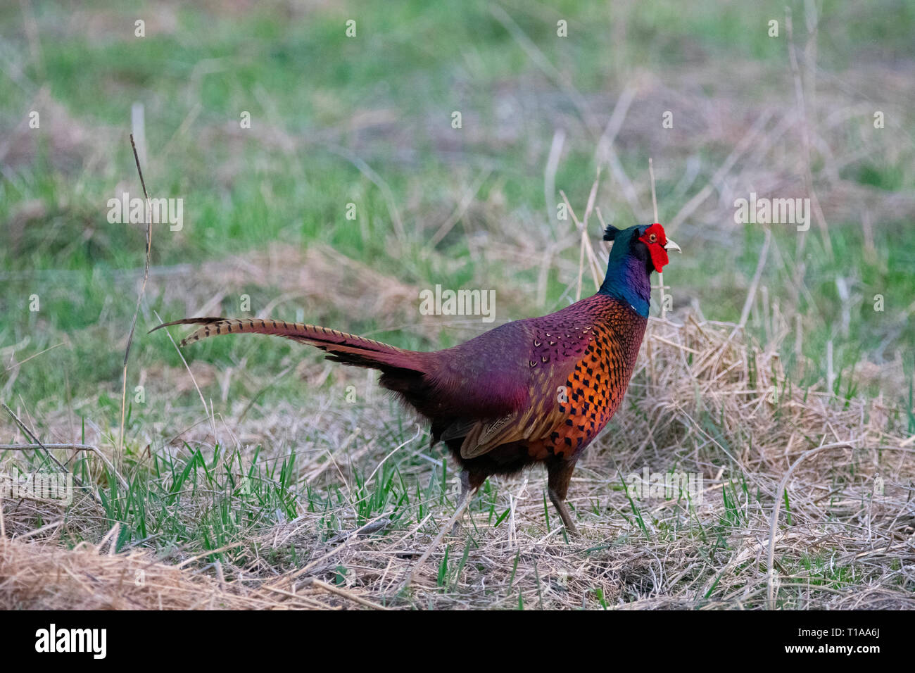 Pheasant green landscape animal wildlife hi-res stock photography and ...