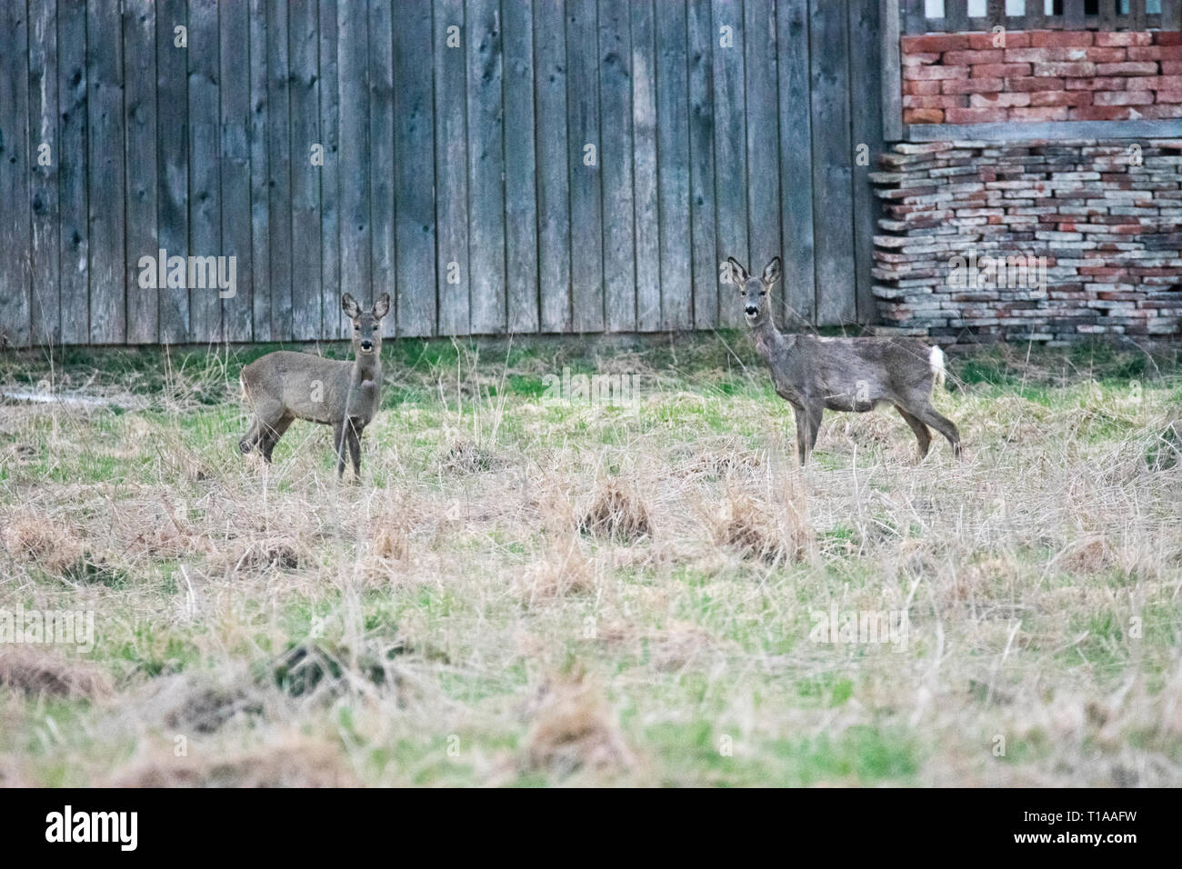 Group of deer watching the photographer Stock Photo - Alamy