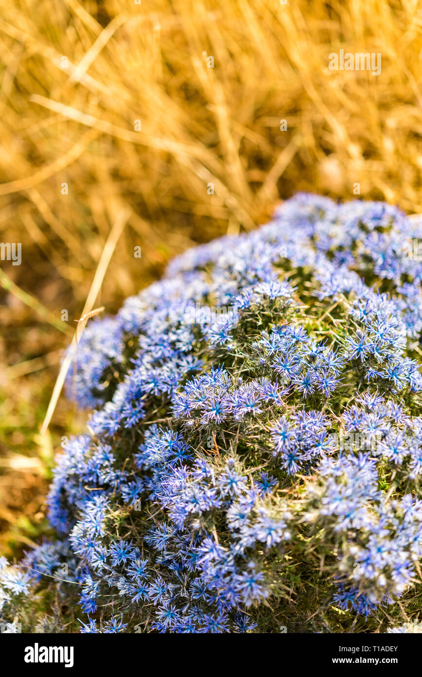 Beautiful prickly bush - small thrisle - purple flowers and thorns with ...