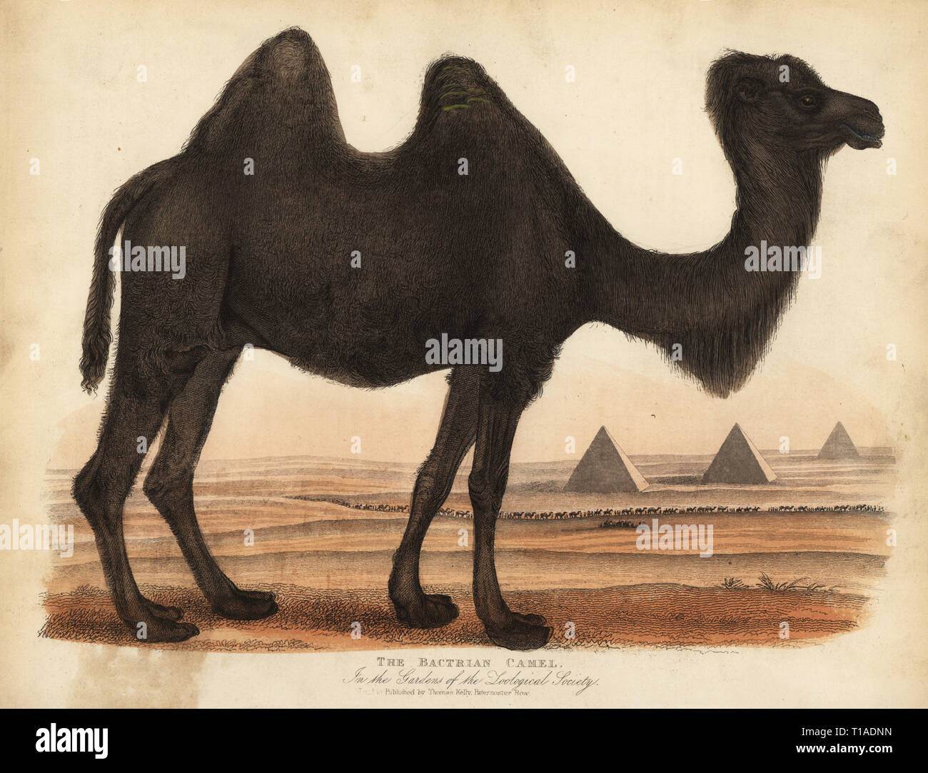 Bactrian camel, Camelus bactrianus. The Bactrian Camel in the Gardens ...