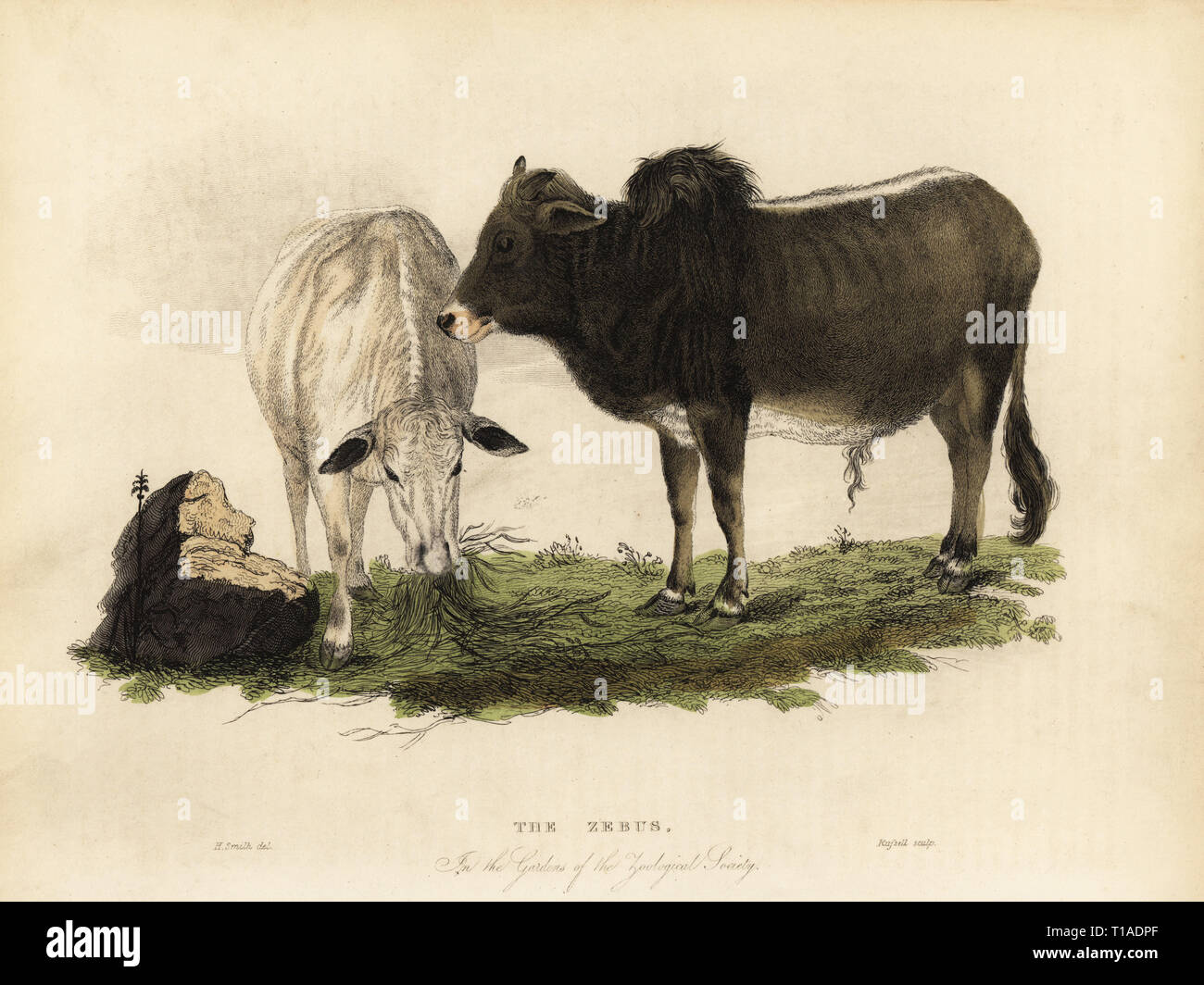 Indicine cattle hi-res stock photography and images - Alamy