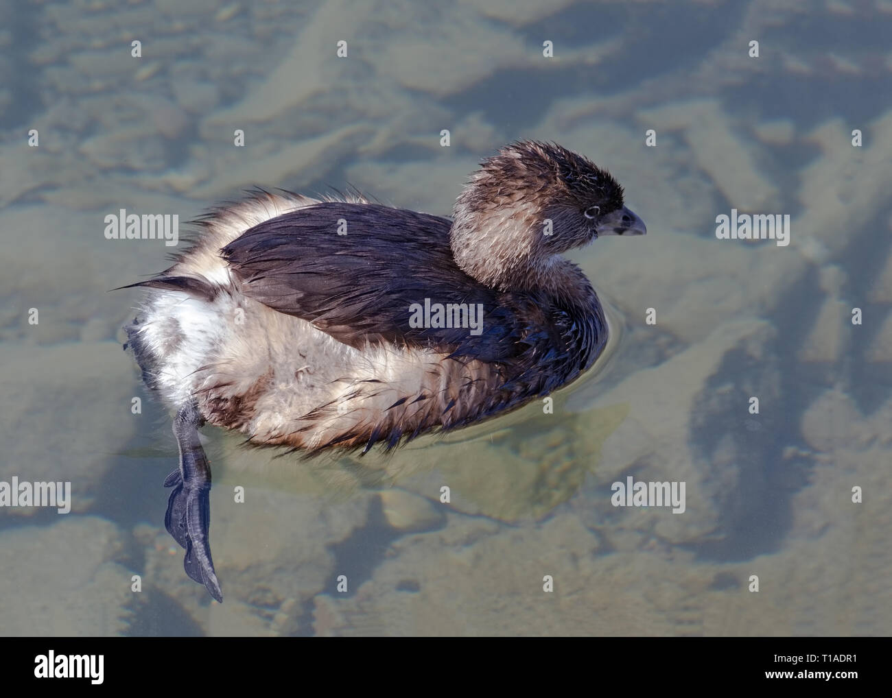 Pied billed grebe foot clearly visible under water hi-res stock ...