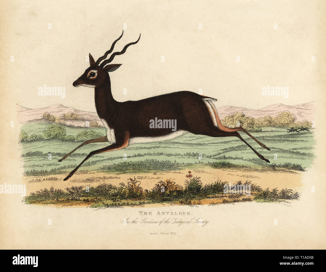 Indian antelope or blackbuck, Antilope cervicapra. The Antelope in the ...