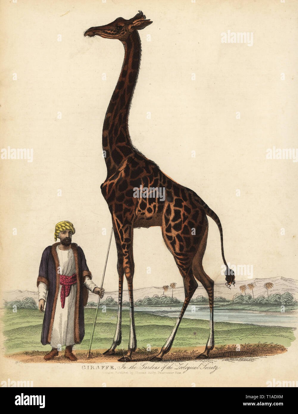 Giraffe at the zoological gardens hi-res stock photography and images ...