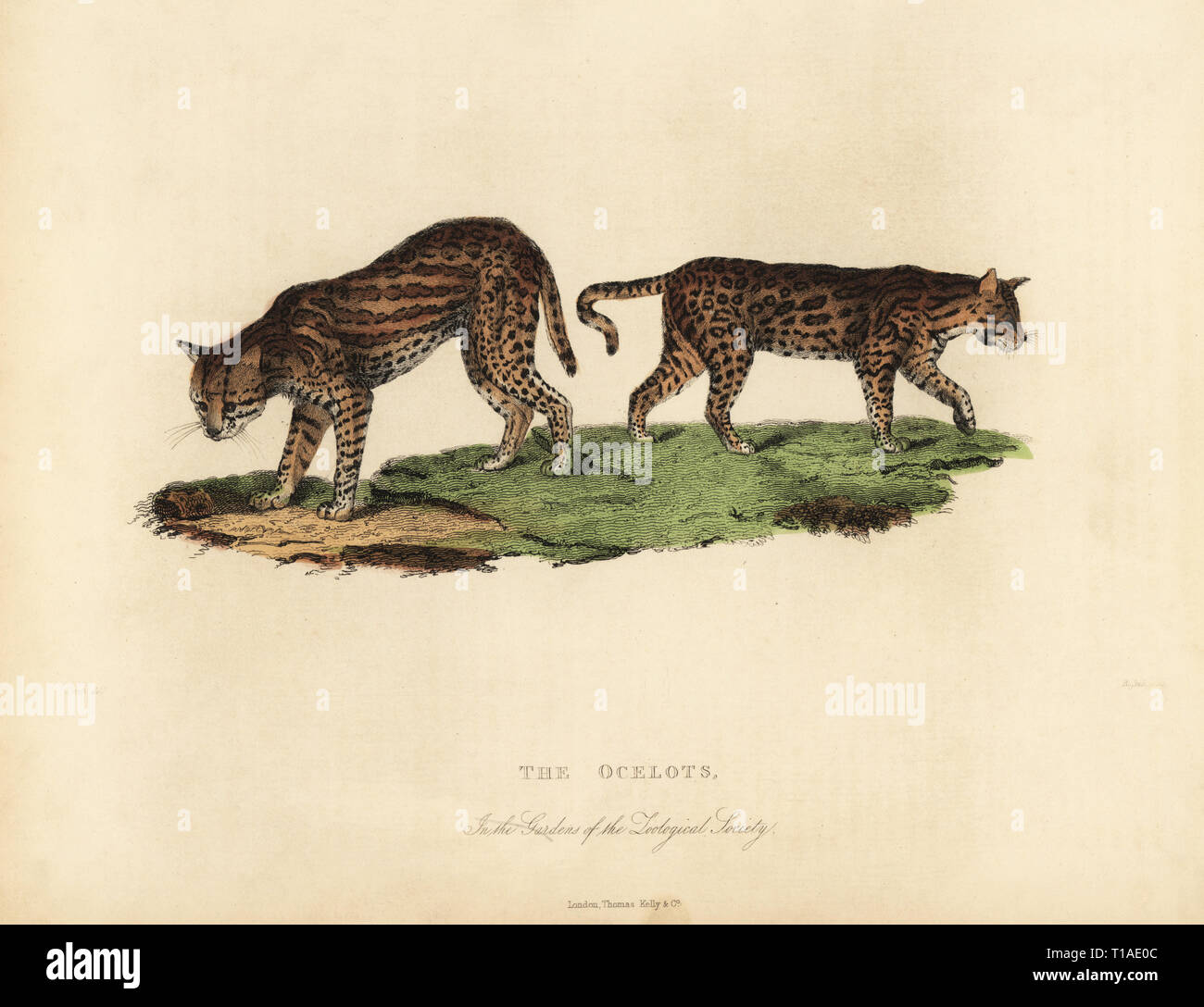Ocelots leopardus pardalis hi-res stock photography and images - Alamy