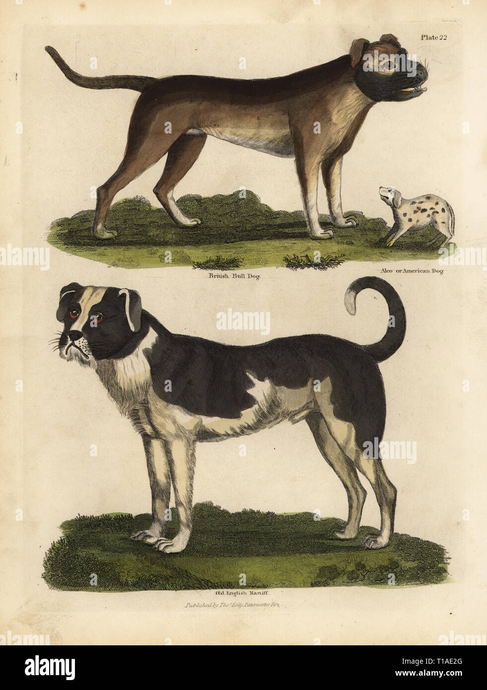 British Bull Dog, Alco or American Dog and Old English Mastiff. Breeds ...