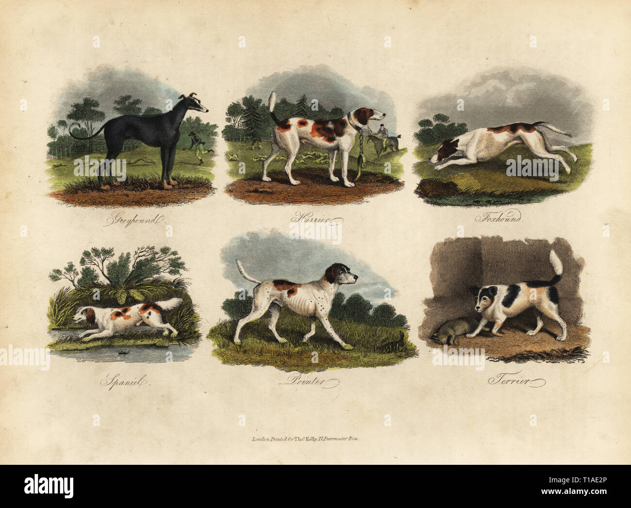 Greyhound, Harrier, Foxhound, Spaniel, Pointer, Terrier. Breeds of dog ...