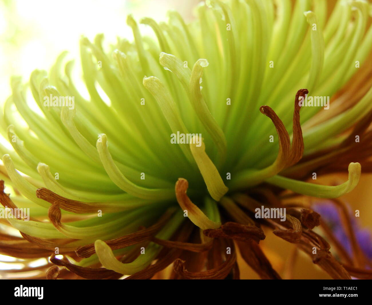 Green flower petals hi-res stock photography and images - Alamy