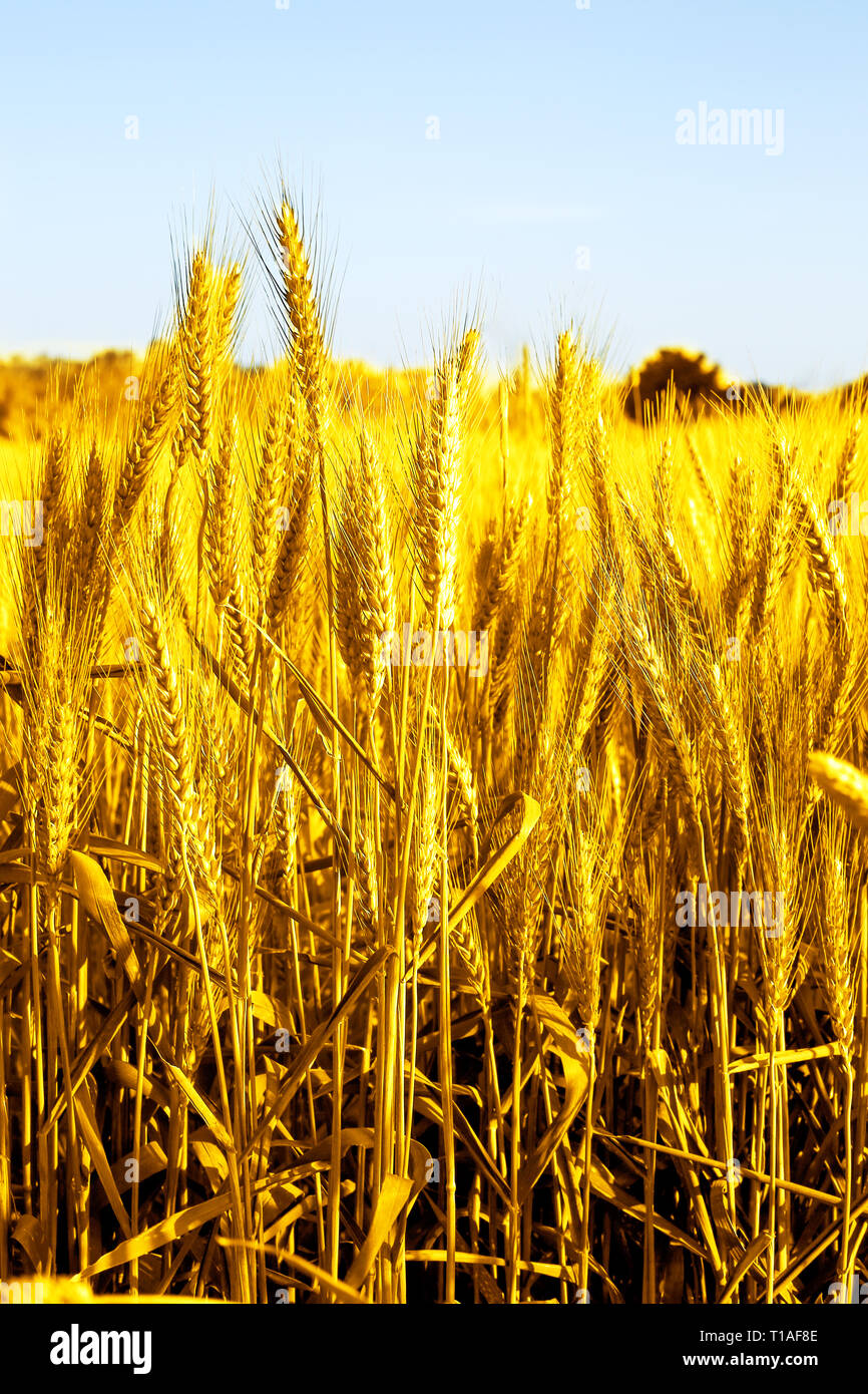 Baisakhi festival wheat crop cutting time punjab culture Stock Photo ...