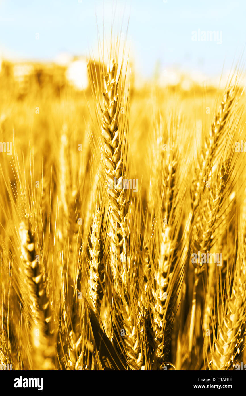 Photo of wheat fields for punjabi culture in baisakhi festival Stock ...