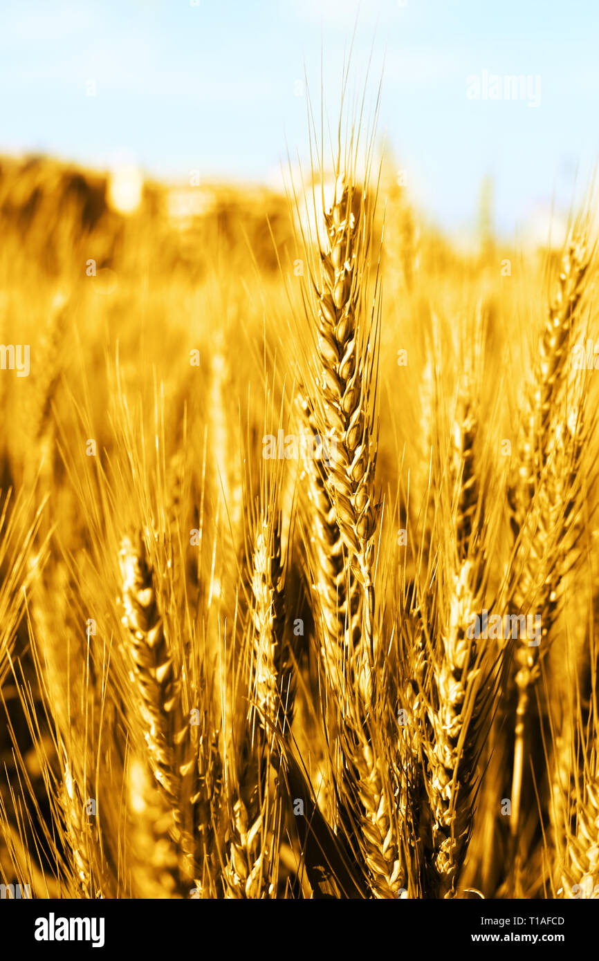 Wheat Farming In Punjab High Resolution Stock Photography and Images ...