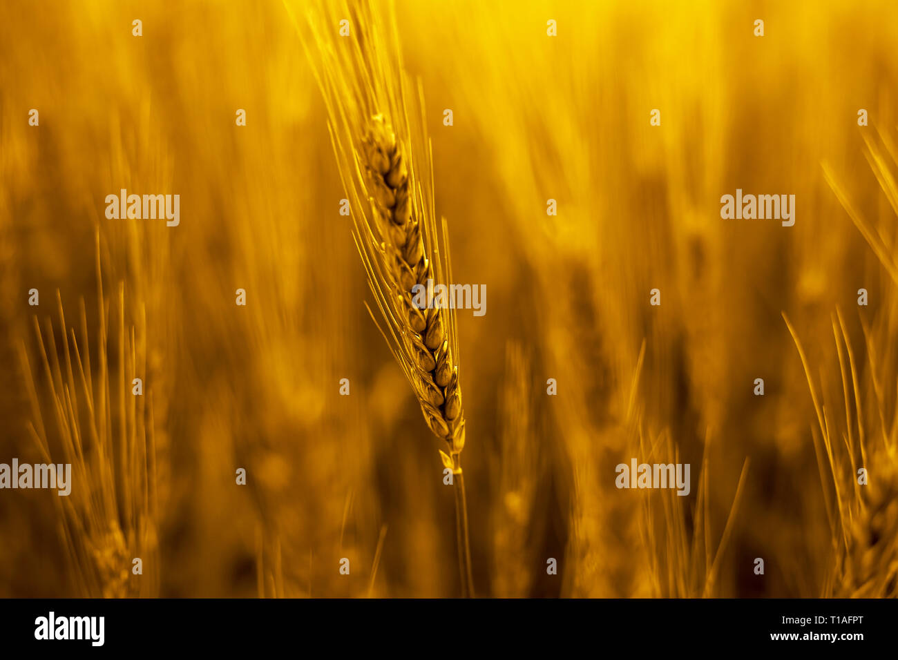 Picture of golden wheat fields Stock Photo - Alamy