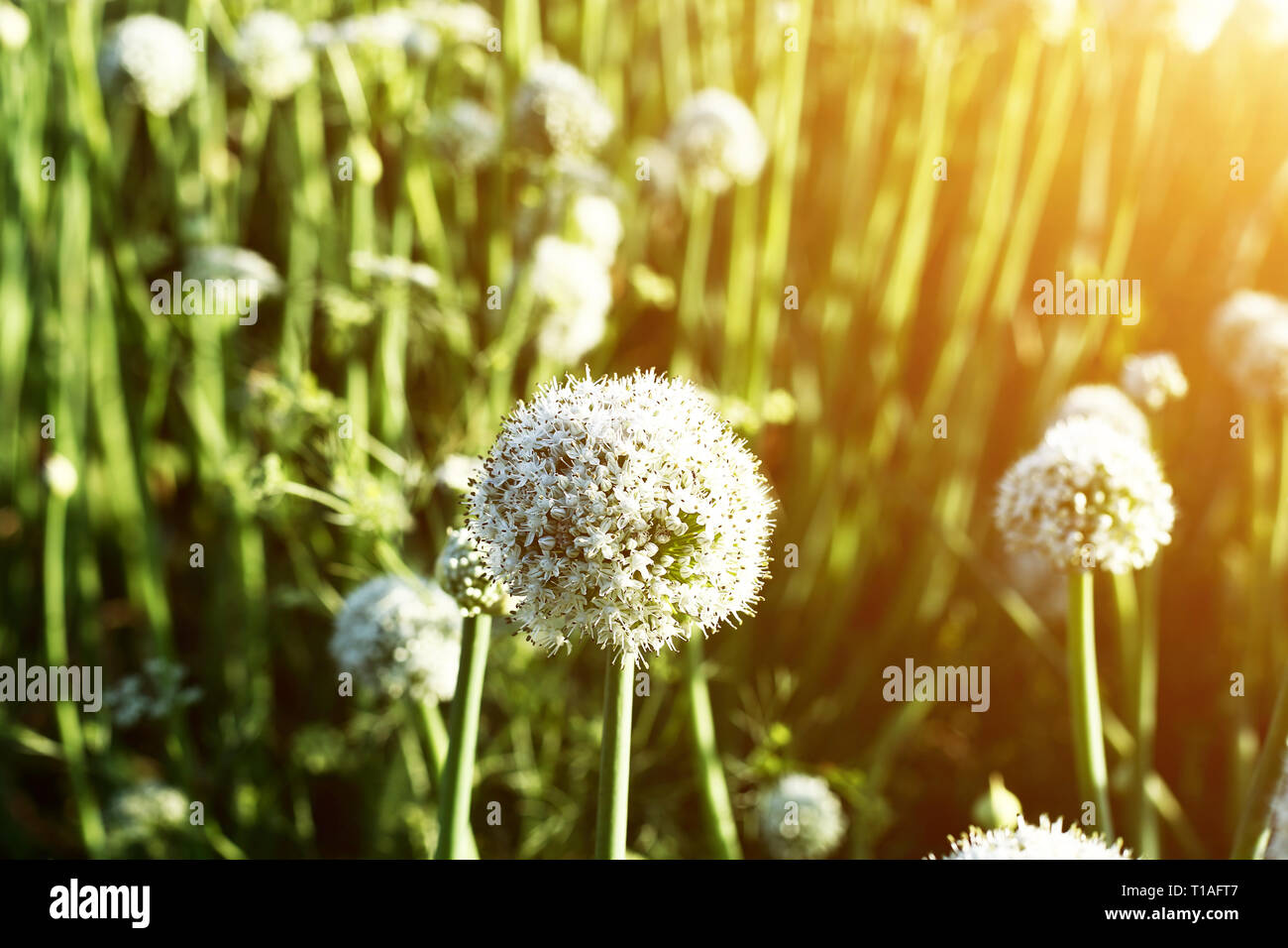 Beautiful flower fields hi-res stock photography and images - Alamy