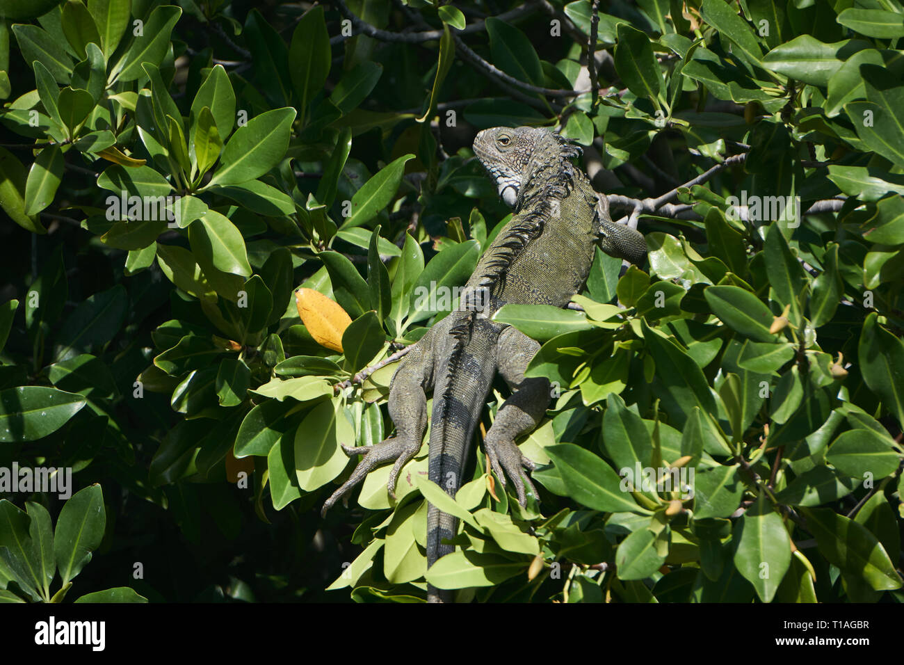 Snakes, lizards and iguanas in Aruba. If you like lizards Aruba is ...