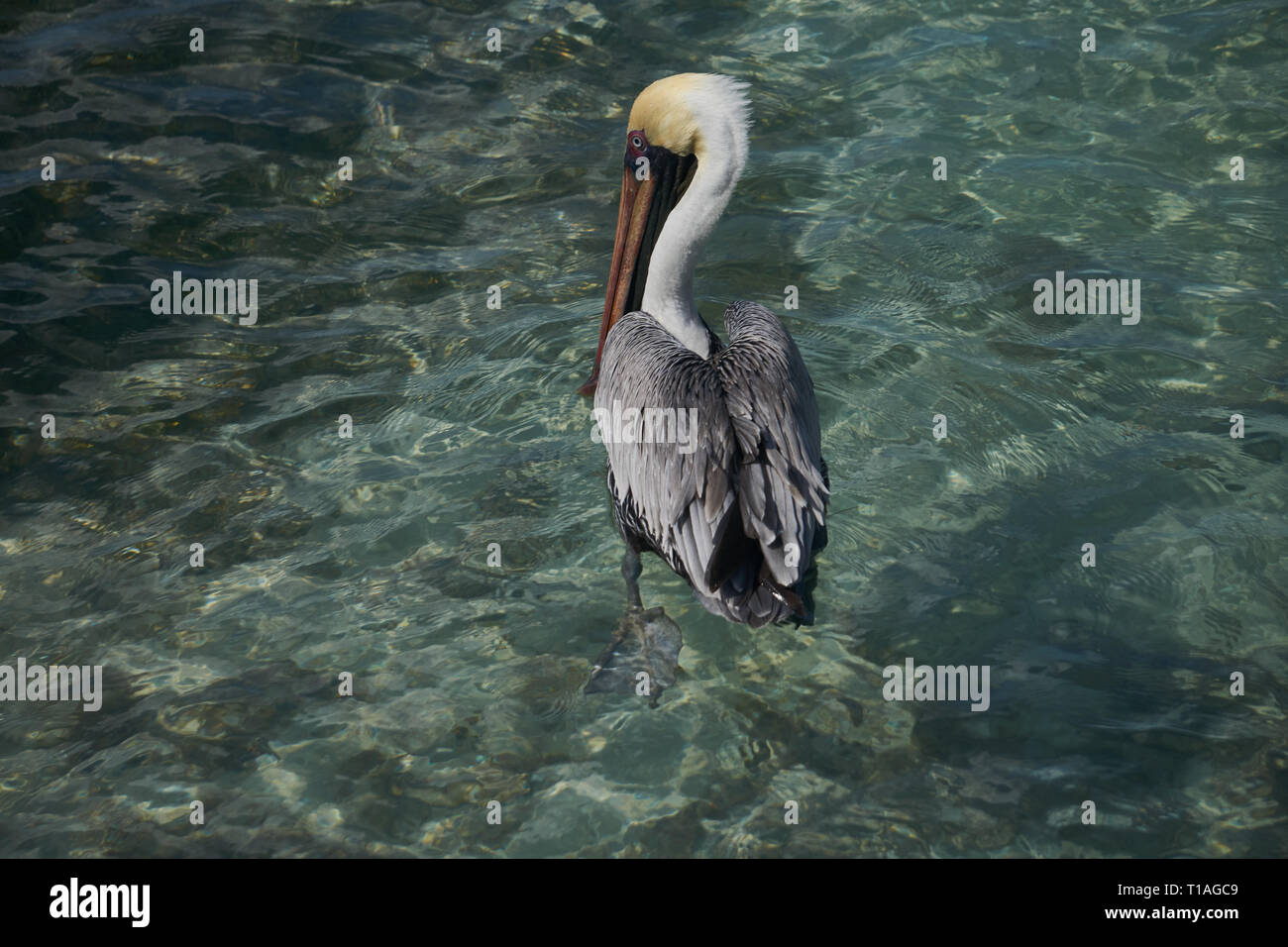 Snakes, lizards and iguanas in Aruba. If you like lizards Aruba is ...