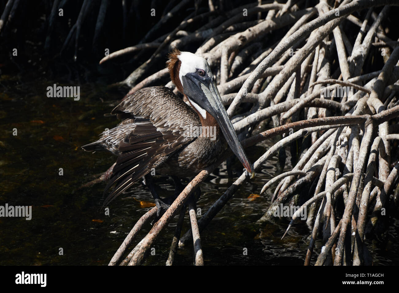 Snakes, lizards and iguanas in Aruba. If you like lizards Aruba is ...