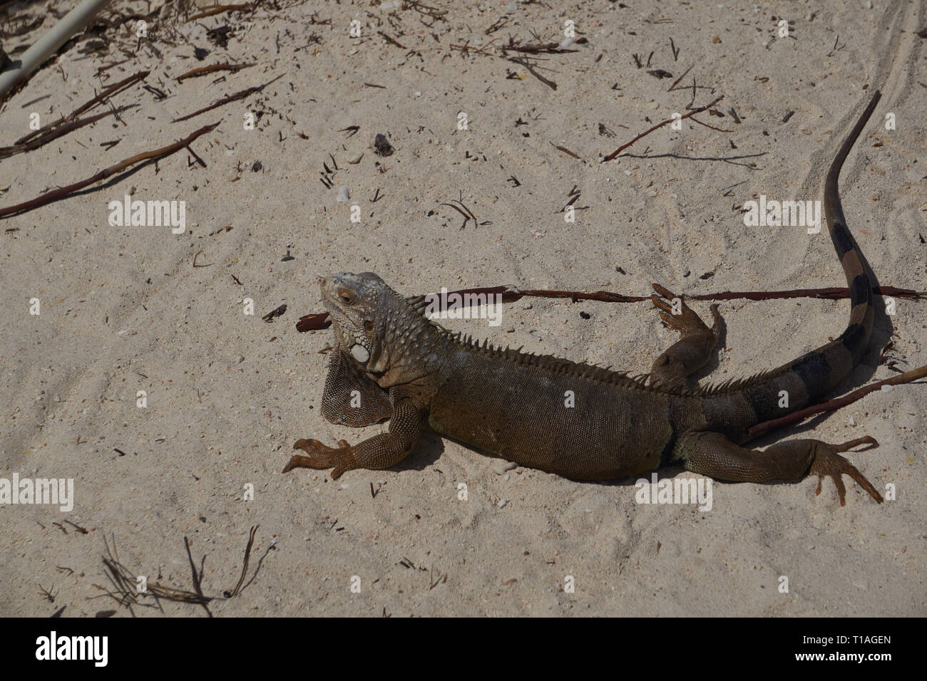 Snakes, lizards and iguanas in Aruba. If you like lizards Aruba is ...