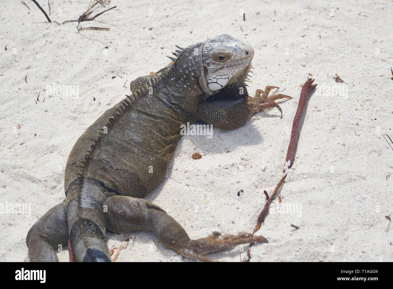 Aruba oranjestad iguanas hi-res stock photography and images - Alamy