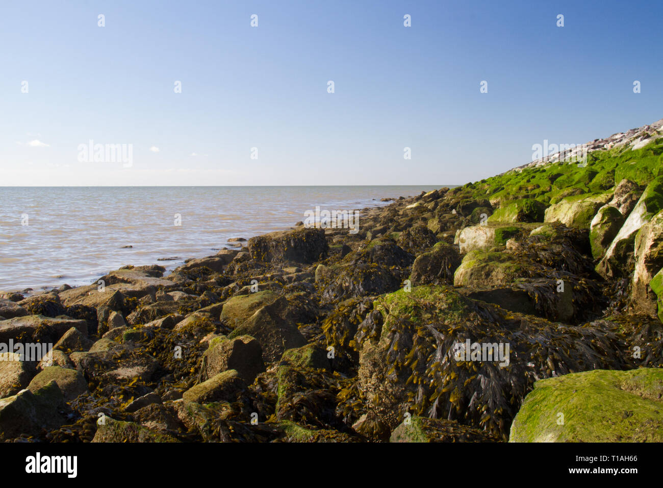 Seaweed algae in rocks hi-res stock photography and images - Alamy