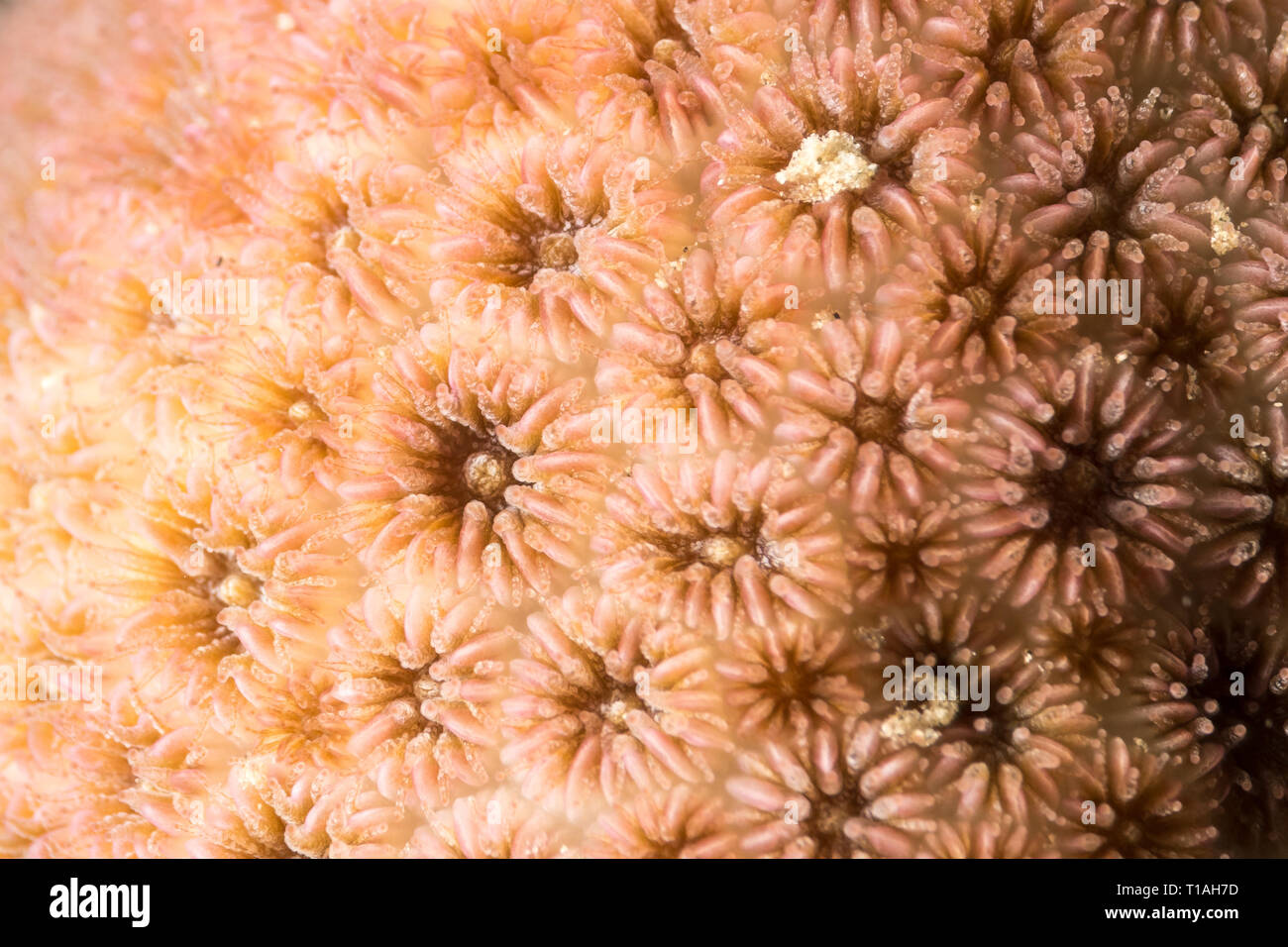 Corals macro in the red sea in egypt in safaga Stock Photo - Alamy
