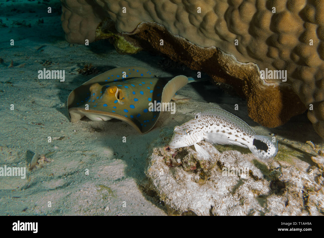 Blue spotted stingray in the red sea the egypt Stock Photo - Alamy