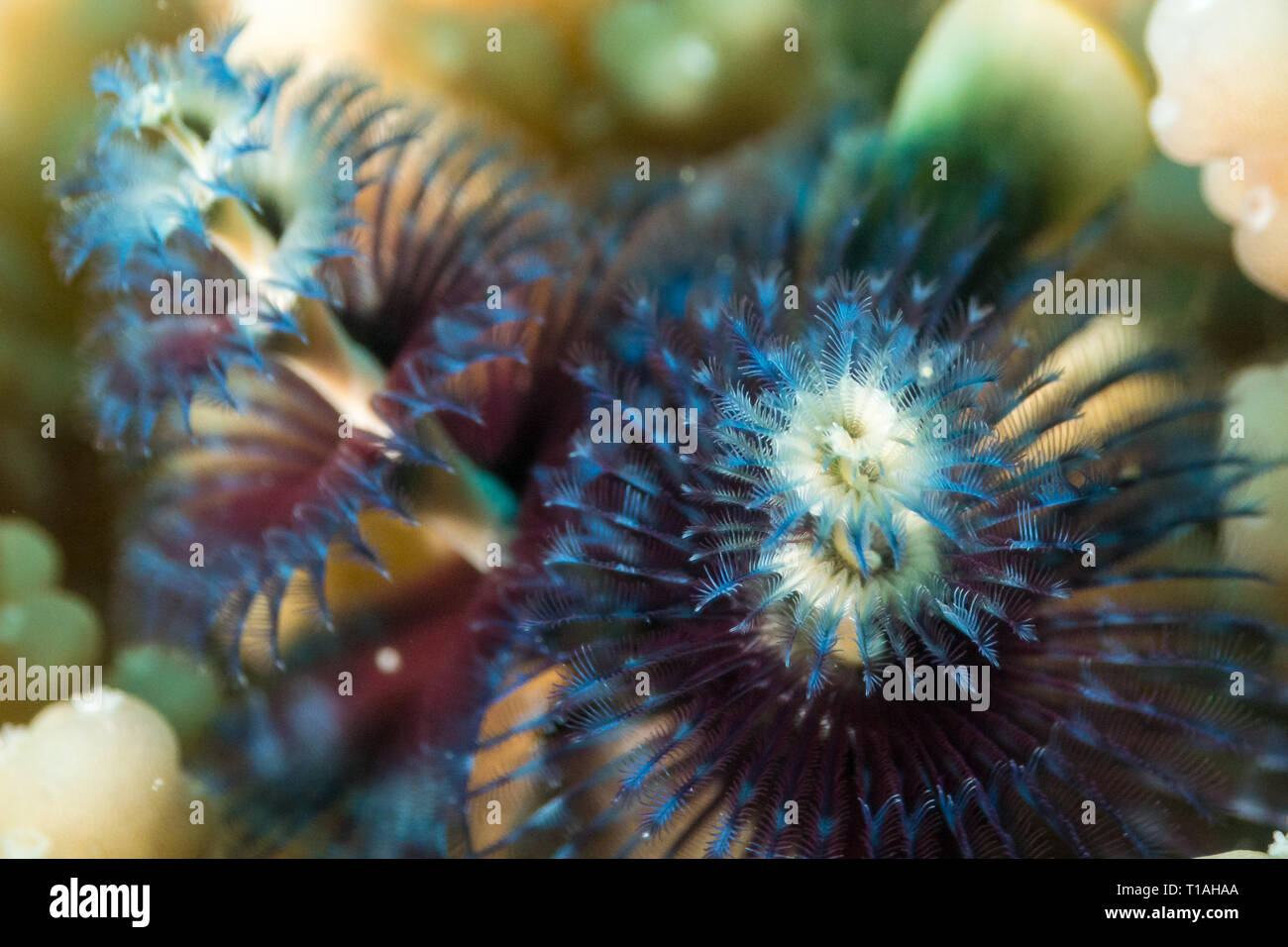 Red Tree Sponge Care