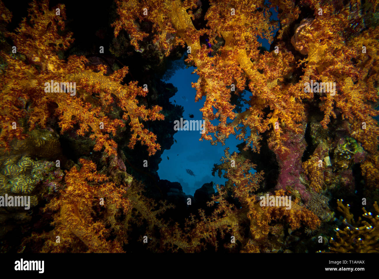 Coral blocks hi-res stock photography and images - Alamy