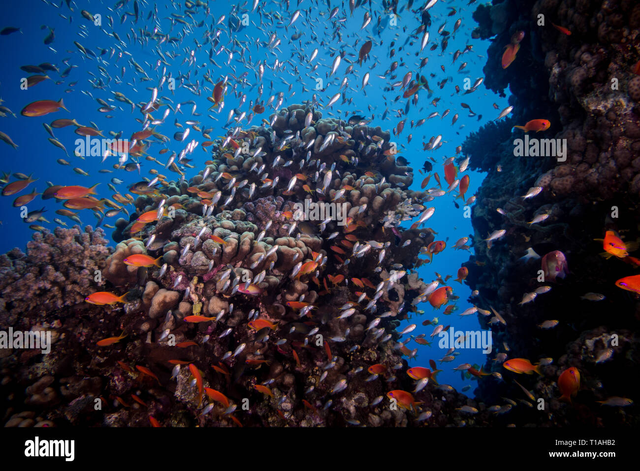 Nice block of corals in the red sea in safaga egypt Stock Photo - Alamy