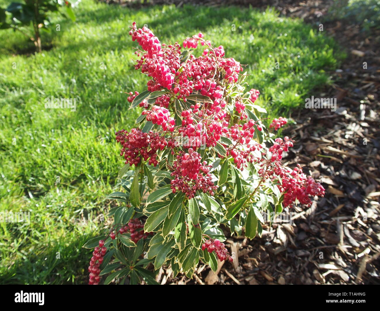 Red Pieris Polar Passion flowers in the sunshine Stock Photo - Alamy